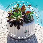 𝗣 𝗟 𝗔 𝗡 𝗧 𝗘 𝗥 𝗬, Home / Garden - | Keepface