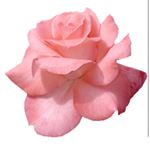 Sub Rosa Vintage, - | Keepface