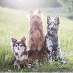 Sunny, Judy, & Ida, Animals - | Keepface