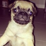 Roxy The Pug, - | Keepface