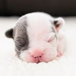 Kaizenbullz, Animals - | Keepface