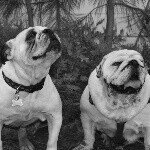 Tami Leckie, Animals - | Keepface