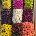 Flores Y Follajes Decoraciones, - | Keepface