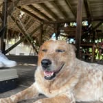 Al Cleland Jr, - Mexico | Keepface