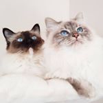 SACRELIPTONANDMILKA, Animals - France | Keepface