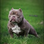 West Coast Bully Unit Kennels, - | Keepface