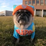 Atom The Pug, - | Keepface