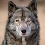 Wolf look-alike Siberian Husky, - Switzerland | Keepface