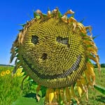 Sofia Ripper, - | Keepface