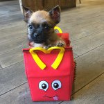 SPROUT, Animals - United States | Keepface