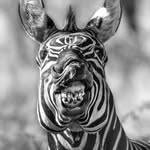 Animal Pics, - | Keepface