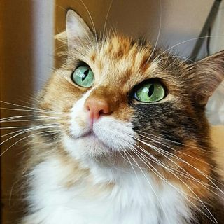 Scout, Animals - Australia | Keepface