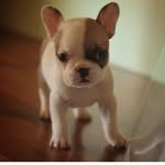 French Bulldogs, Animals - | Keepface