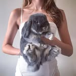 Mr. Teddy Bunny, - Australia | Keepface