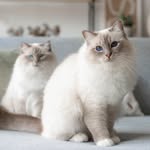 Jelly & Jazzy, - Netherlands | Keepface