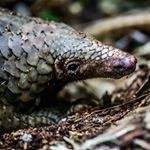 Facebook: 1StopBorneo Wildlife, Animals - | Keepface