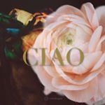 Ciao Handmade Flower, - Singapore | Keepface