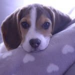Dylan the Crazy Beagle, - | Keepface