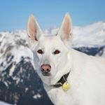 Kathinka's Fenella Shiro , - Austria | Keepface