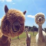 animal.clips1@gmail.com, Animals - | Keepface