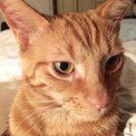 Archie The Cat, Animals - United States | Keepface