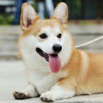 🐾 Hi!! I'm Zeus The Corgi 🐾, - | Keepface