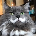 - Hamilton The Hipster Cat -, - United States | Keepface
