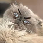 Duffy & Fergie, Animals - | Keepface